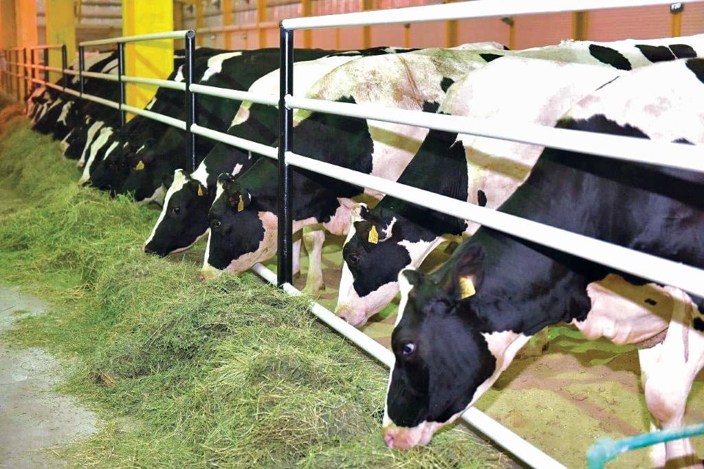 Djelfa is the headquarters of the Baladna farm in Algeria