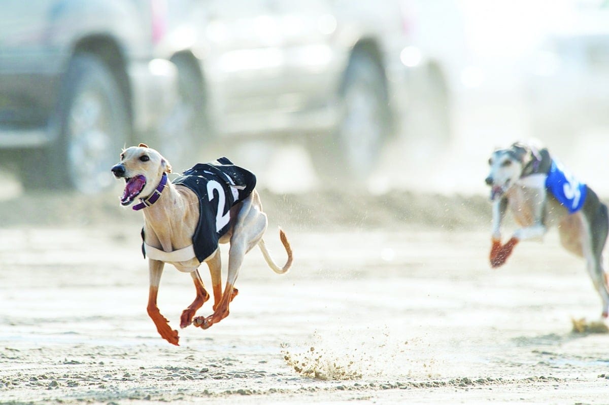 Fifteen aspirants attained eligibility for the concluding stage of the ...