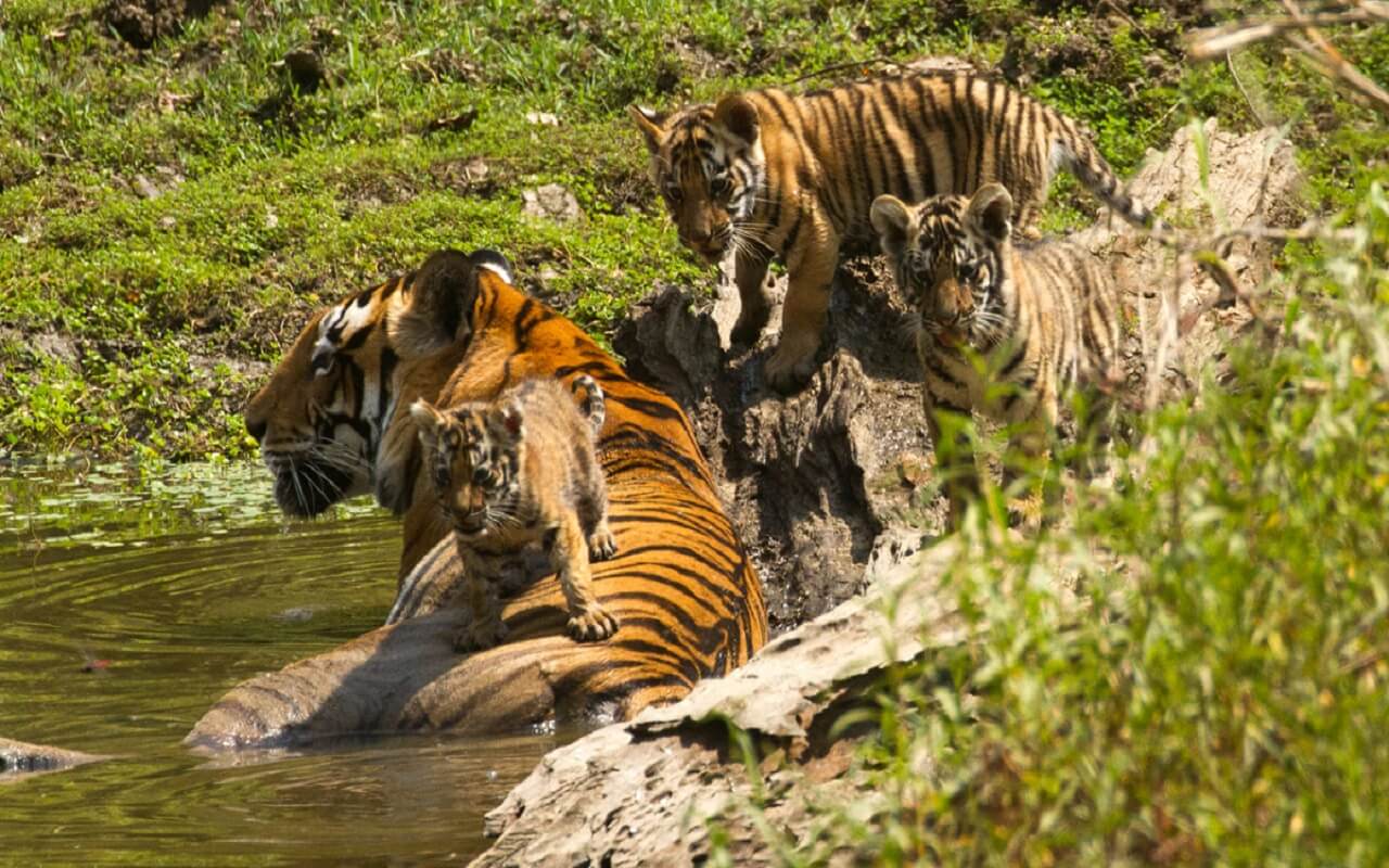 Maharashtra: Tigress gives birth to four cubs in Navegaon Nagzira Tiger ...