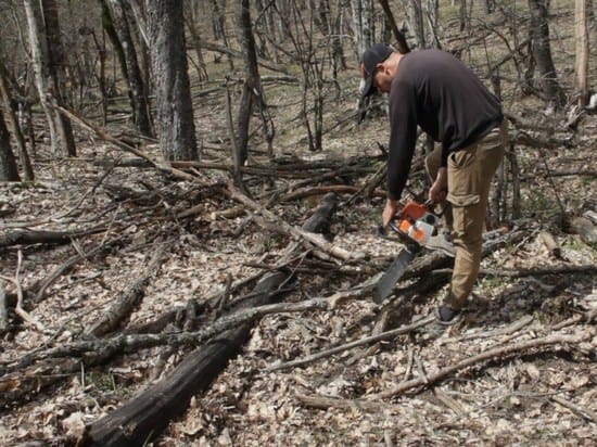 How to collect dead wood and not be fined