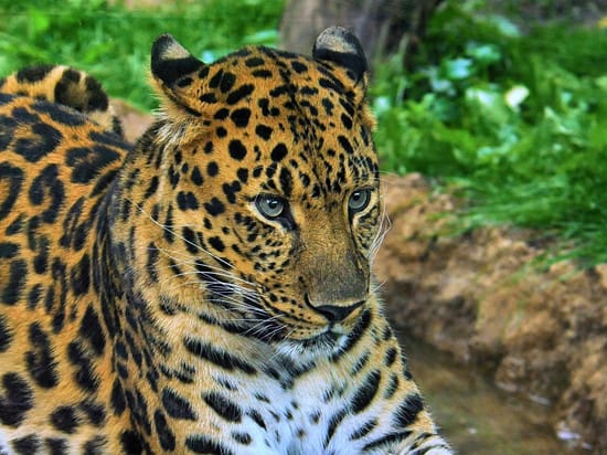 The number of the rarest Far Eastern leopards has increased in Russia