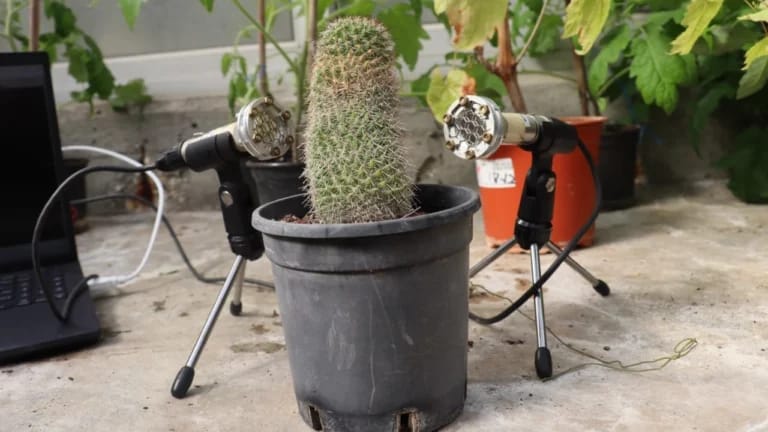 Scientists record the 'scream' of an injured cactus for the first time