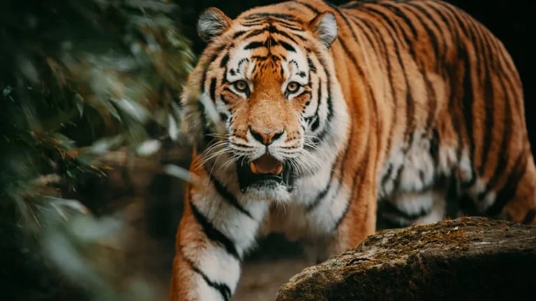 Scientists have identified two main Amur tiger personality traits Scientists have identified two main Amur tiger personality traits