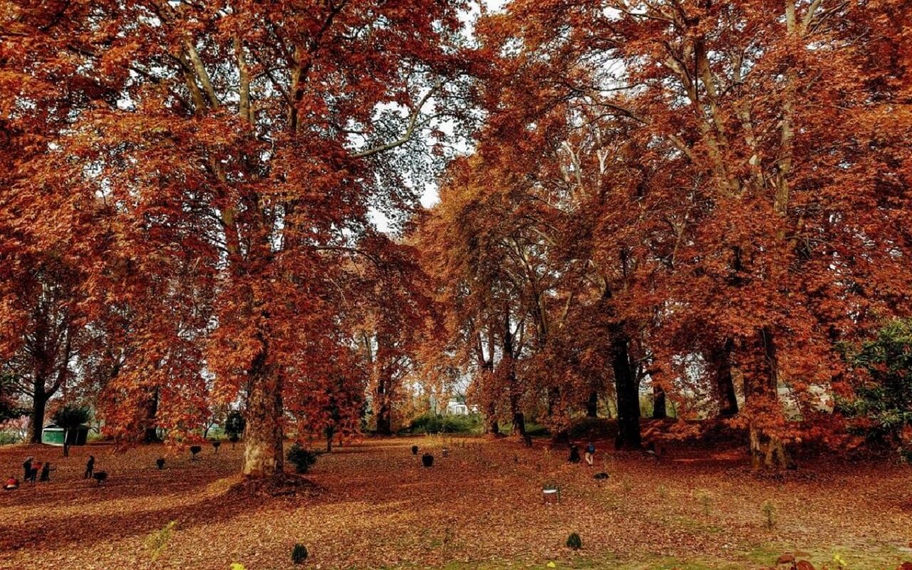 Russian poplar trees pose health hazards in Kashmir.